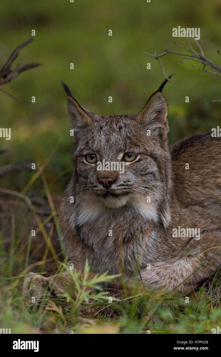 Canada Lynx (Lynx canadensis) portrait, Alaska Stock Photo - Alamy