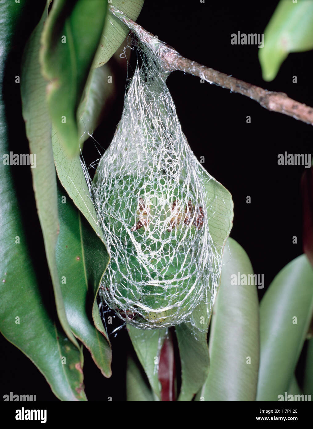 Madagascar Moon Moth (Argema mittrei) cocoon, Madagascar Stock Photo ...
