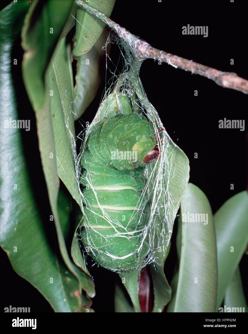 Madagascar Moon Moth (Argema mittrei) caterpillar pupating, Madagascar ...