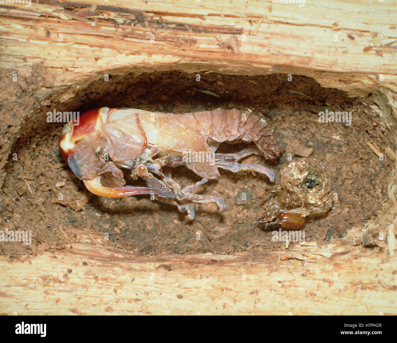 Saw Stag Beetle (Prosopocoilus inclinatus) molting at burrow in log ...