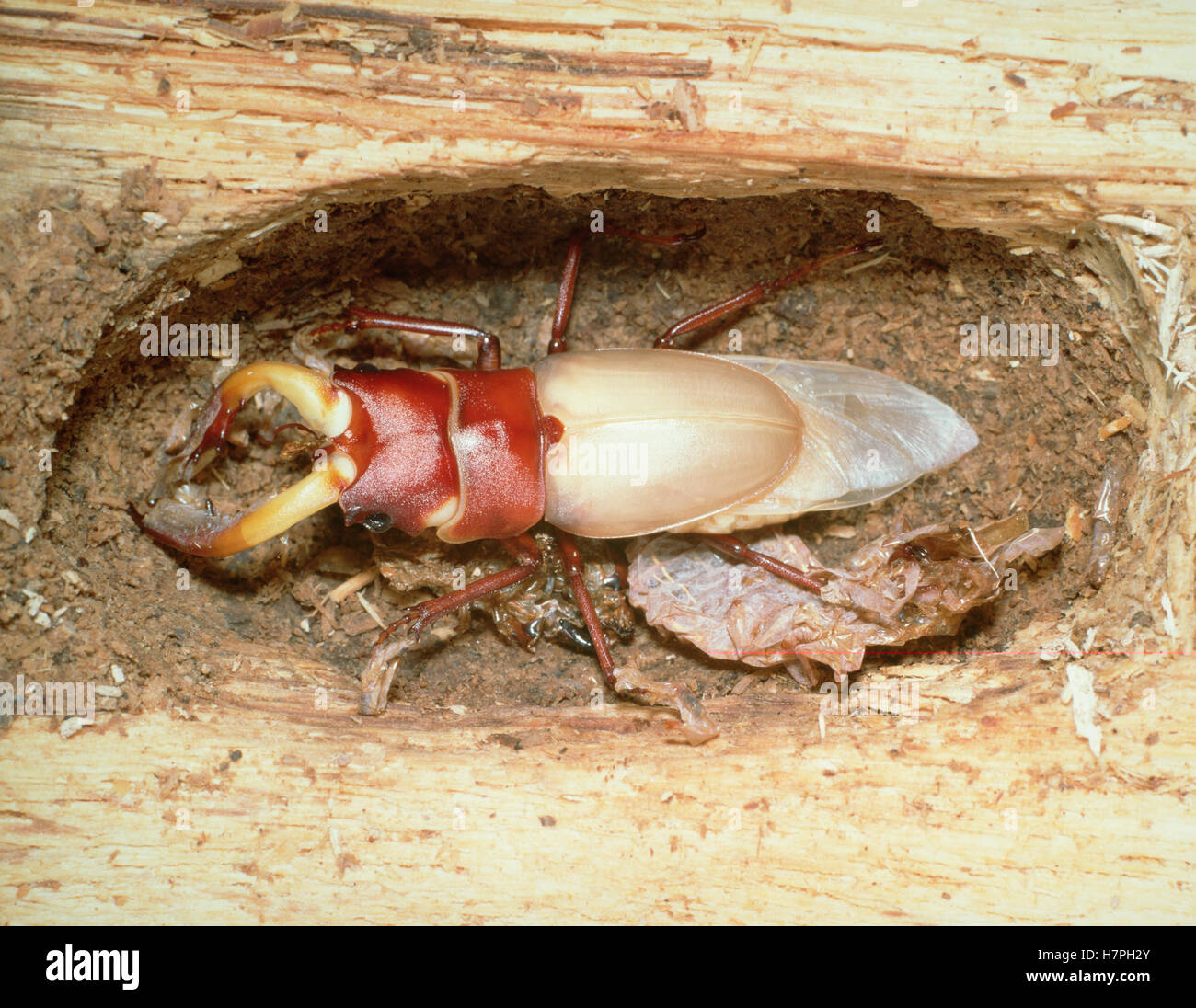 Saw Stag Beetle (Prosopocoilus inclinatus) molting at burrow in log ...