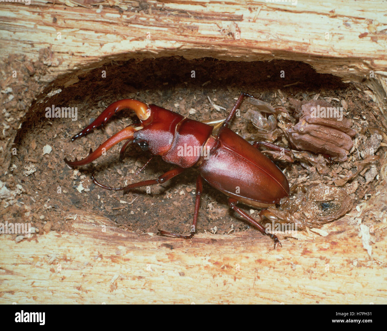 Saw Stag Beetle (Prosopocoilus inclinatus) parent with larvae, Shiga ...