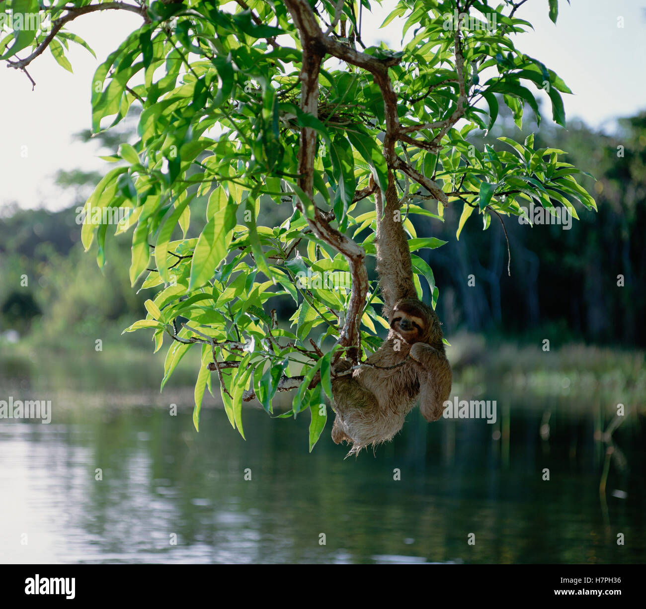 Sloth hanging from tree over water, South America Stock Photo - Alamy