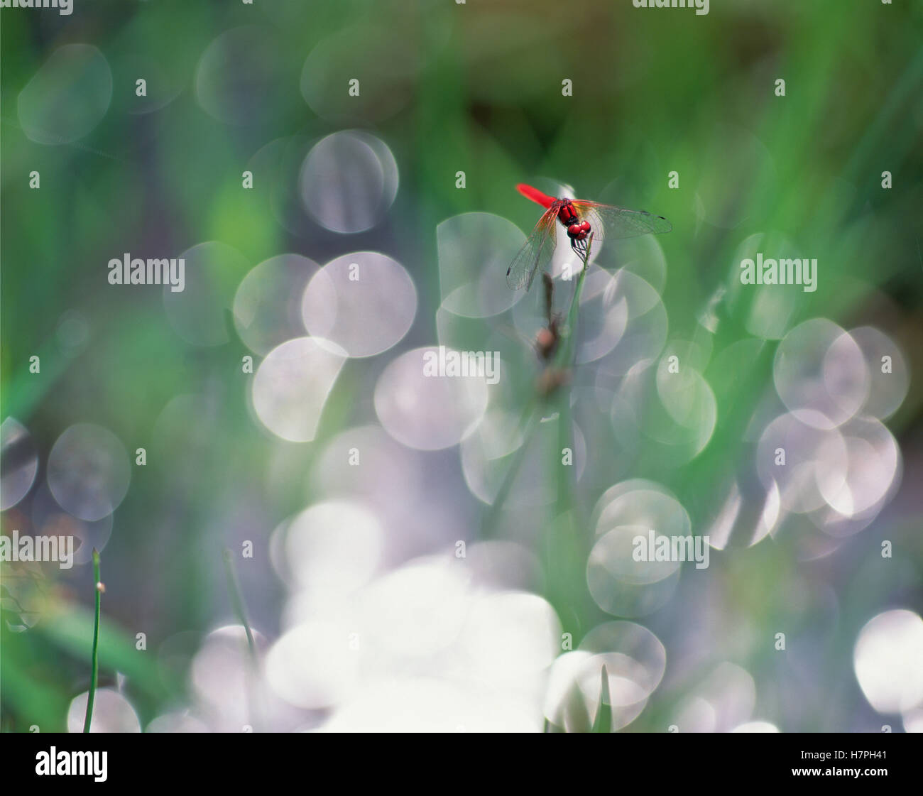 Haccho Tombo Dragonfly (Nannophya pygmaea) flying, Shiga, Japan Stock ...