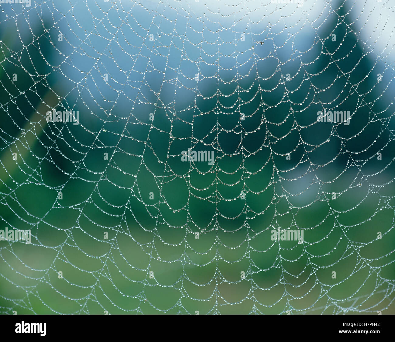Spider web, Shiga, Japan Stock Photo - Alamy