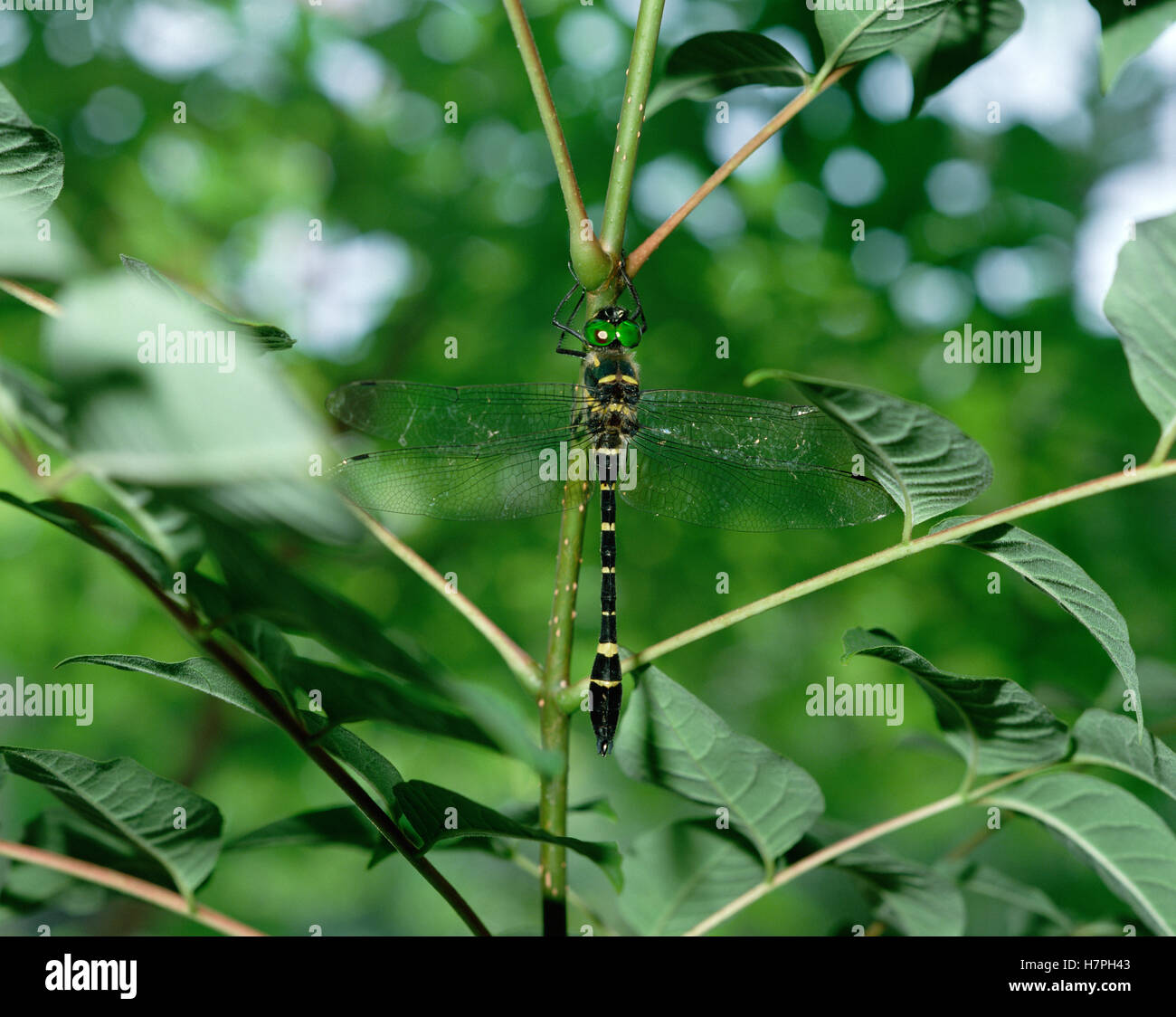 Dragonfly (Macromia amphigena) on stem, Shiga, Japan Stock Photo - Alamy