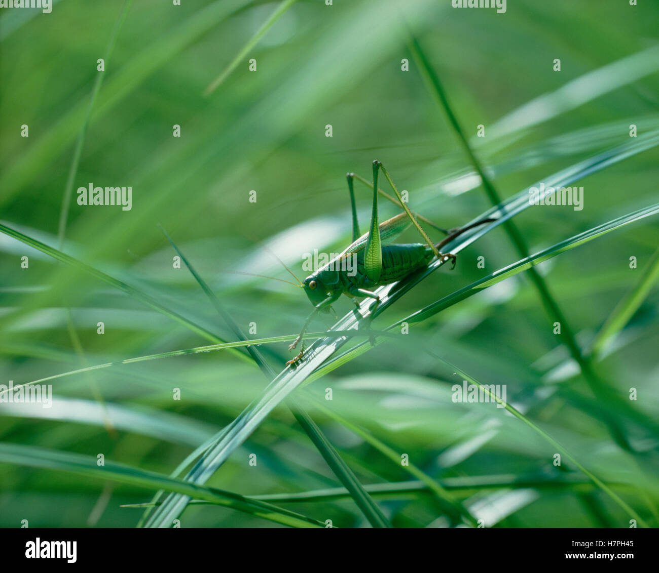 Grasshopper (Gampsocleis buergeri), Shiga, Japan Stock Photo - Alamy