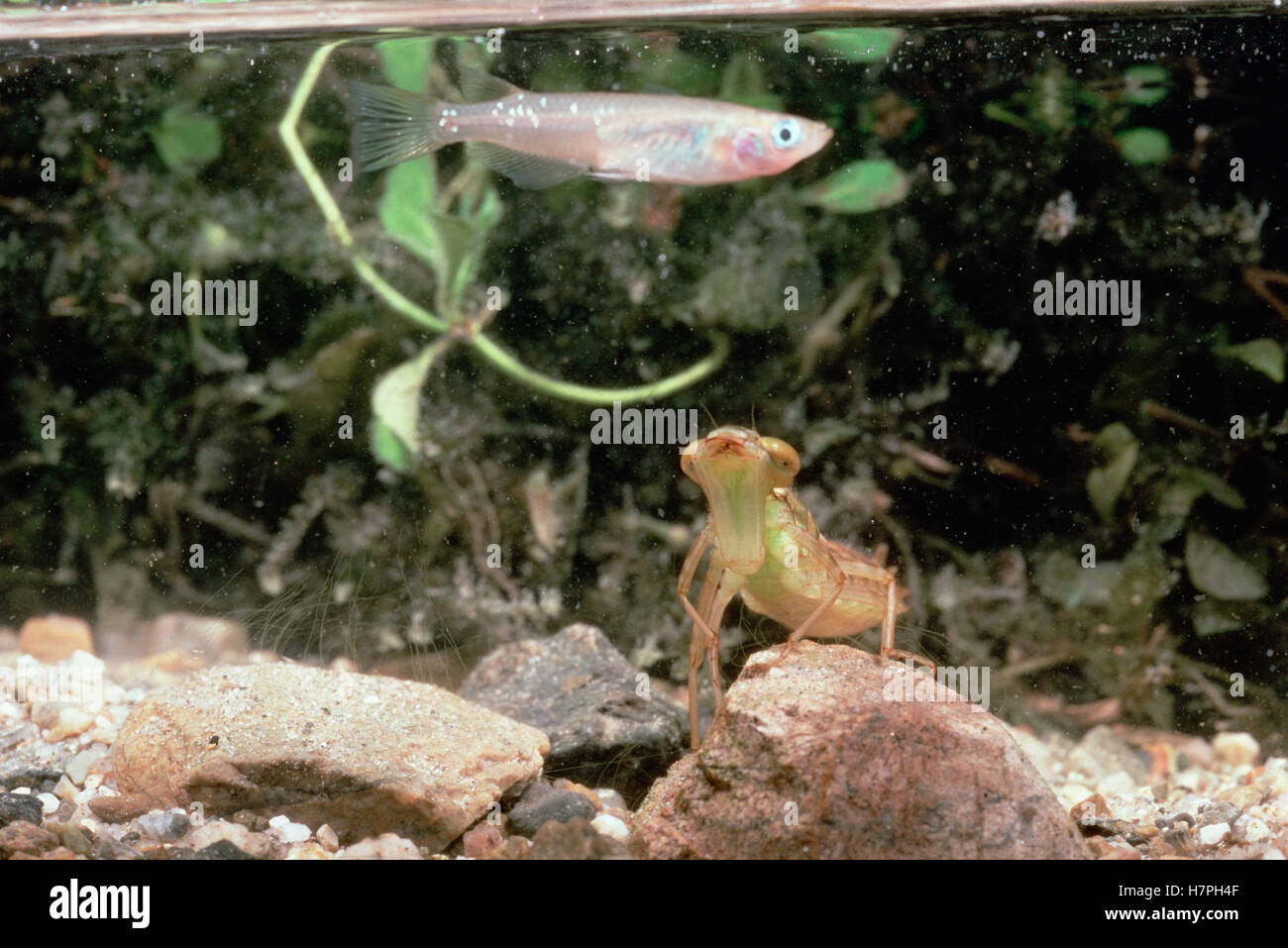 Emperor dragonfly larvae High Resolution Stock Photography and Images ...