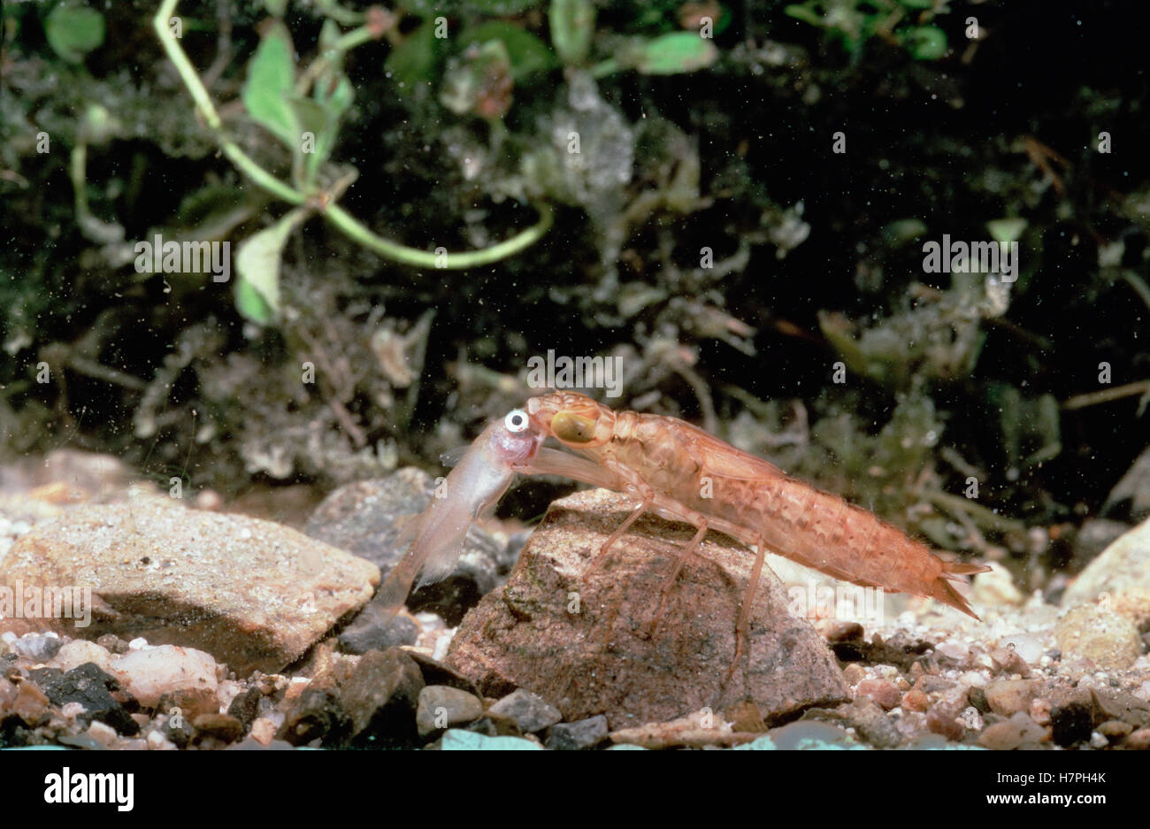 Lesser Emperor Dragonfly (Anax parthenope) larvae underwater eating ...
