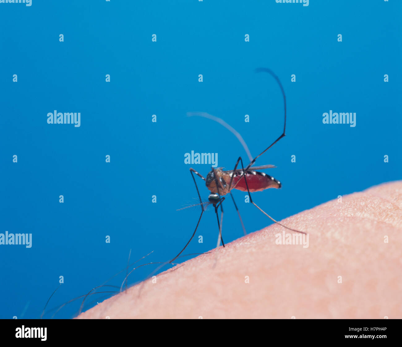 Asian Tiger Mosquito (Aedes albopictus) feeding on human, Shiga, Japan ...