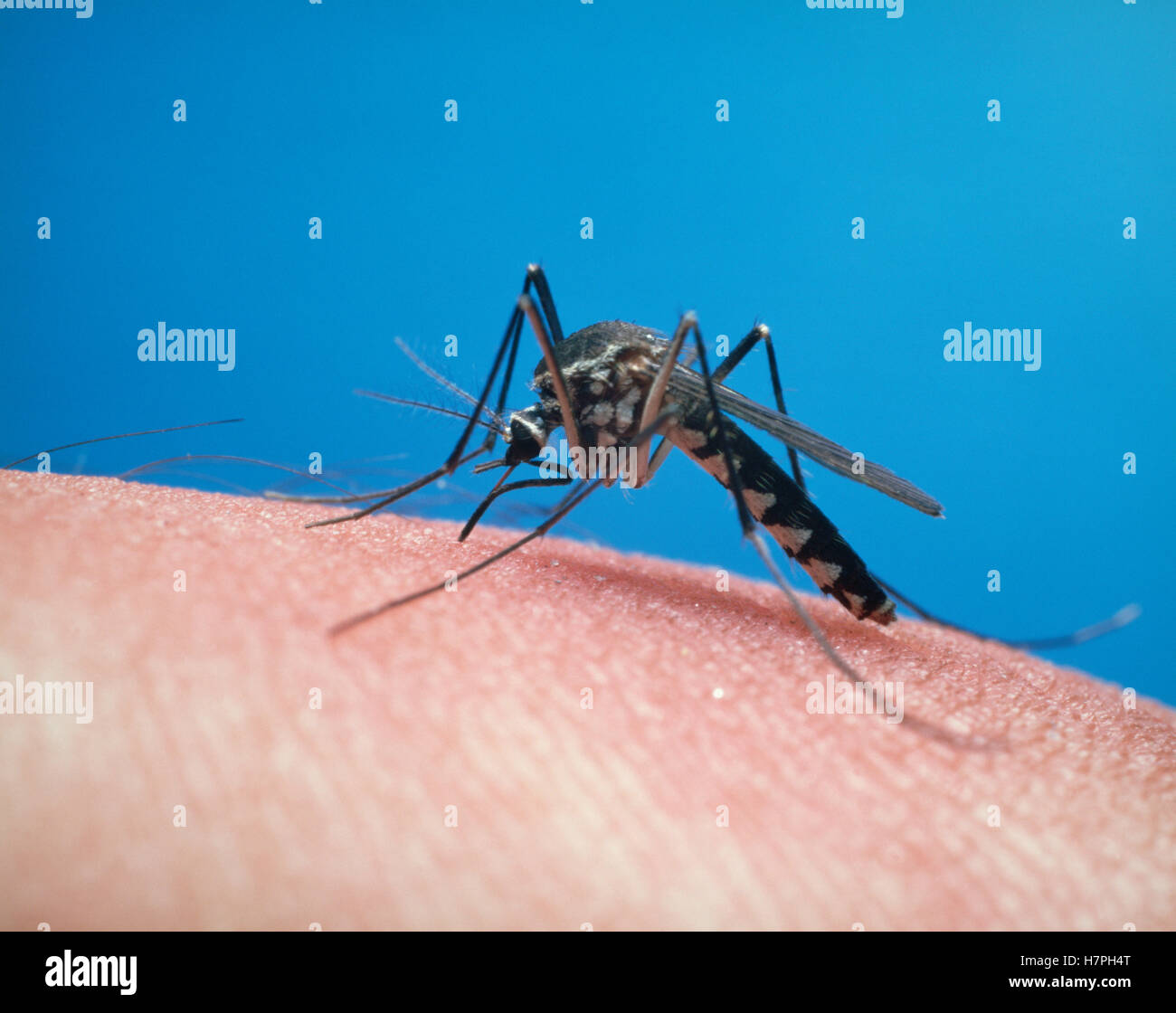 Asian Bush Mosquito (Aedes japonicus) feeding on human, Shiga, Japan ...