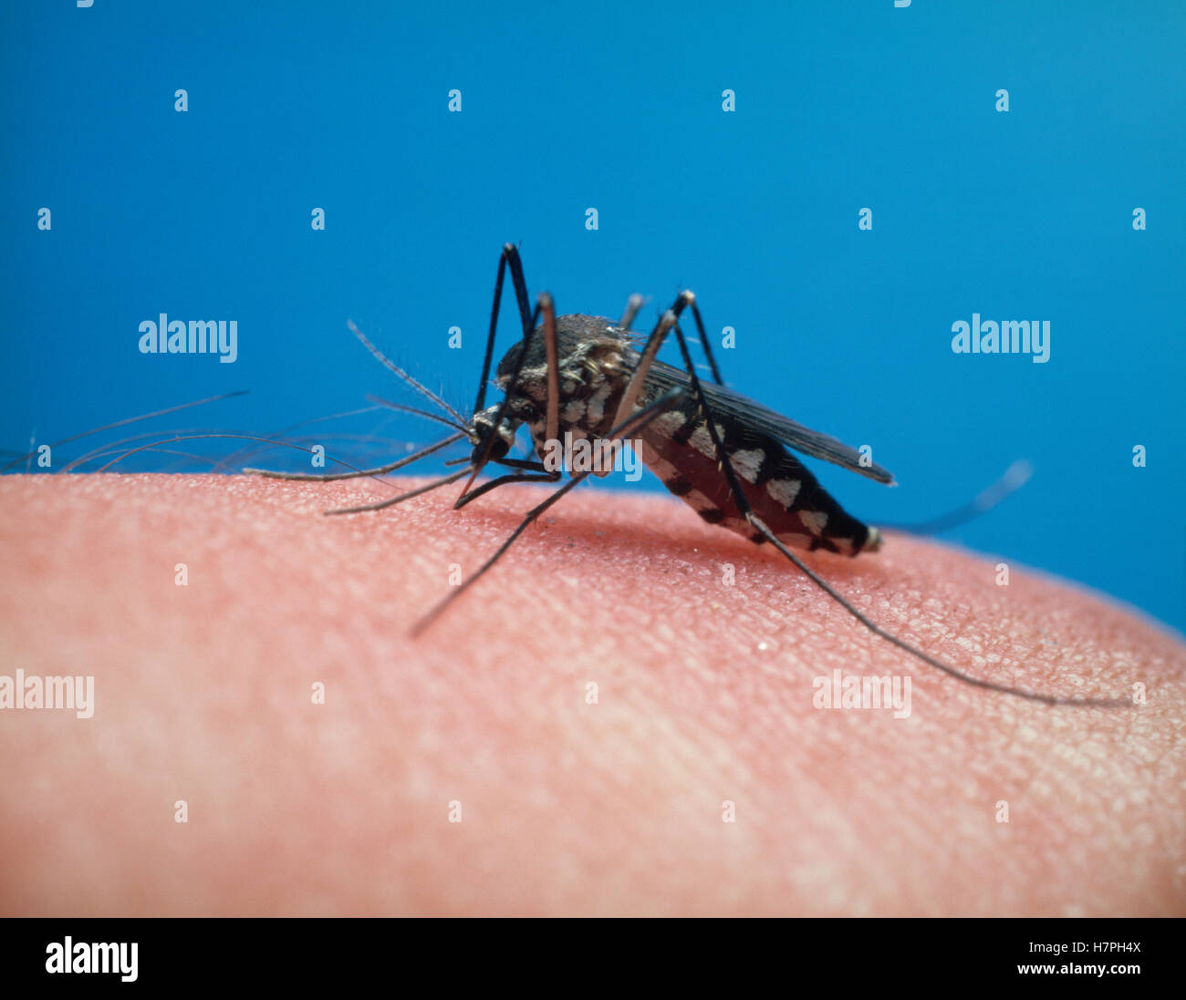 Asian Bush Mosquito (Aedes japonicus) feeding on human, Shiga, Japan ...