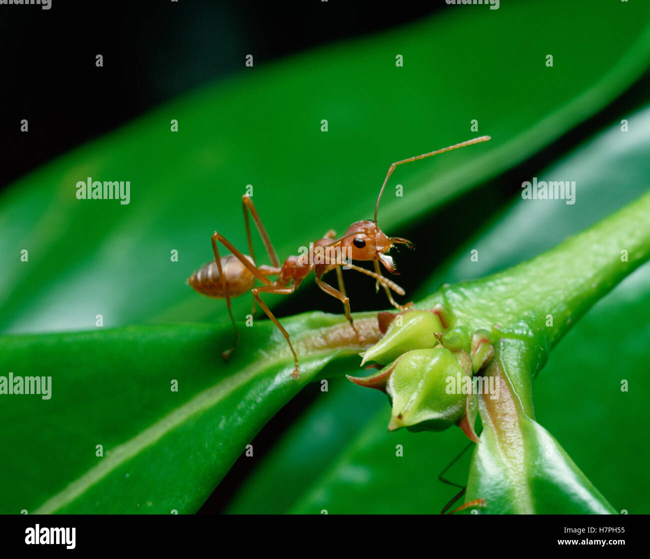 Weaver Ant (Oecophylla sp) on leaf, Central America Stock Photo - Alamy