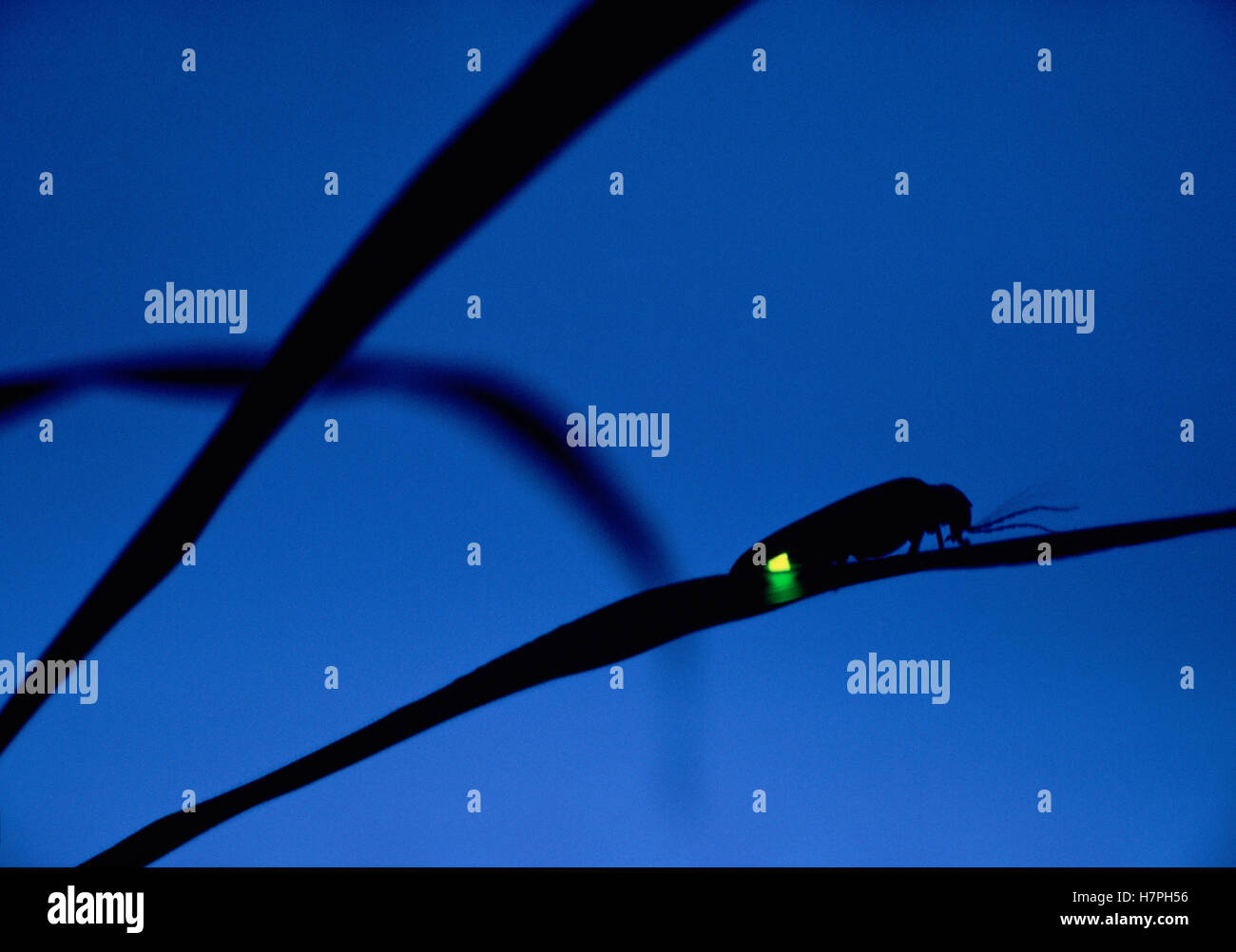 Japanese Firefly (Luciola cruciata) on blade, night time, Shiga, Japan ...