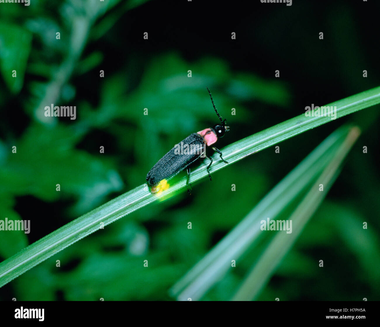 Japanese Firefly Luciola Cruciata On Blade Of Plant Leaf Shiga