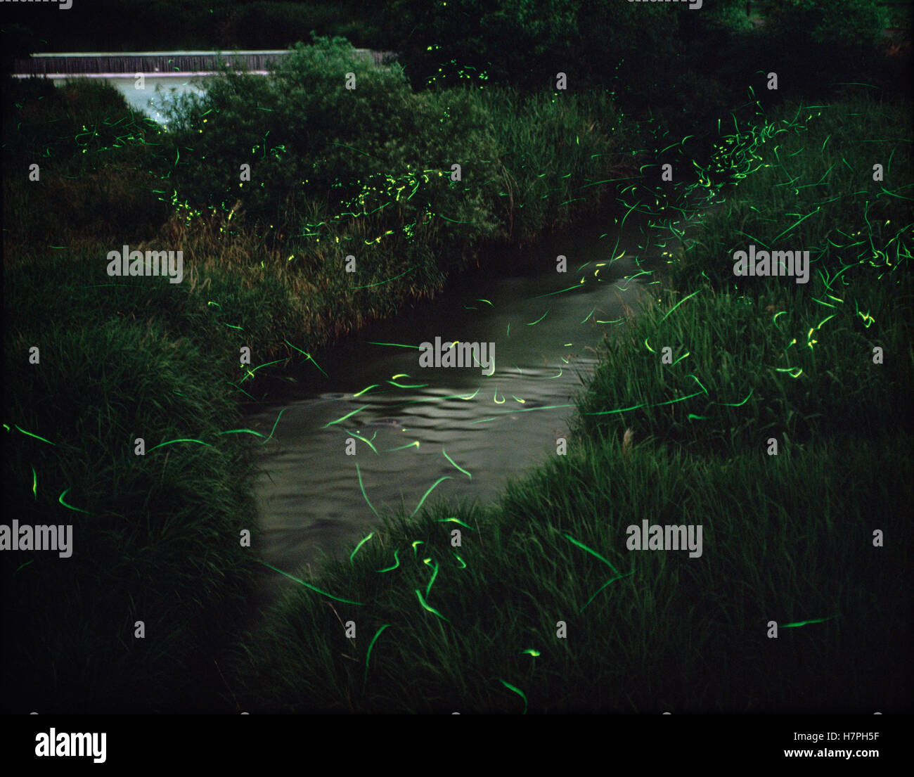 Japanese Firefly (Luciola cruciata) swarm at night over river, Shiga ...