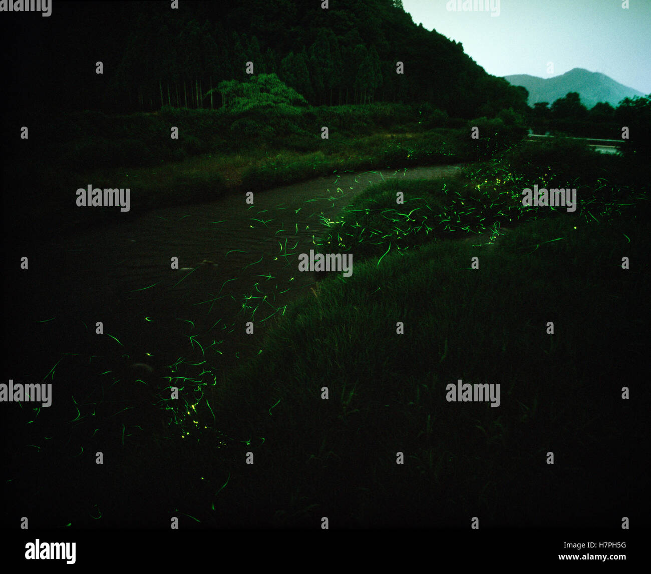 Japanese Firefly (Luciola cruciata) swarm at night over river, Shiga ...