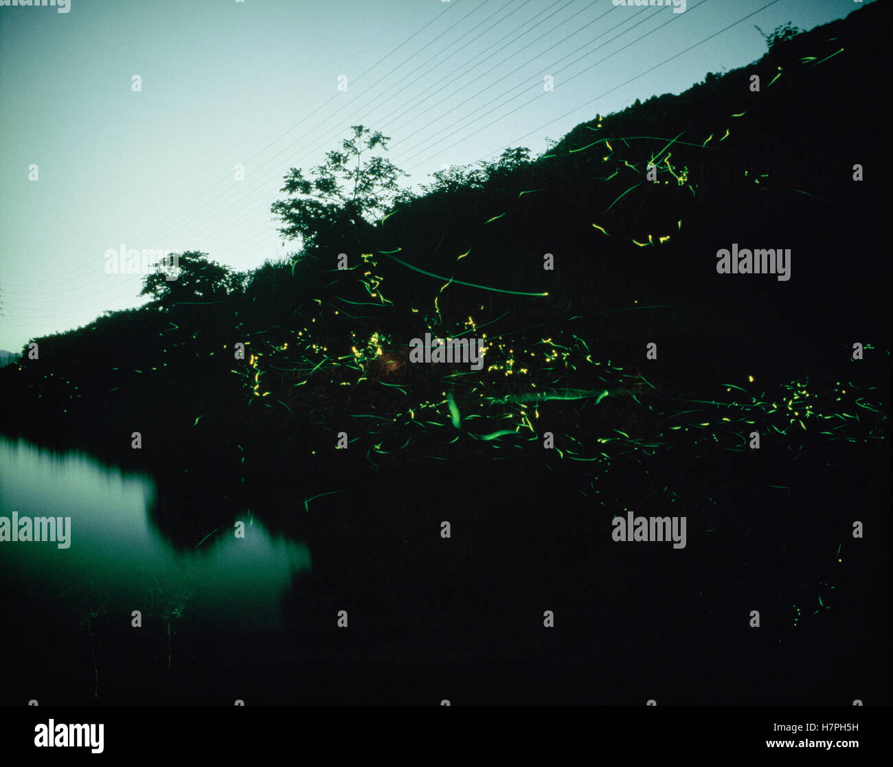 Japanese Firefly (Luciola cruciata) swarm at night over river, Shiga ...