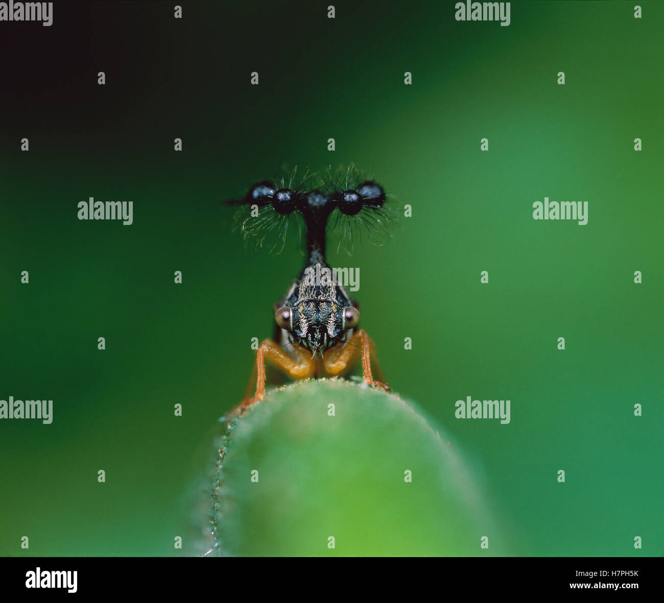 Surreal Treehopper (Bocydium globulare) portrait, close up Stock Photo ...