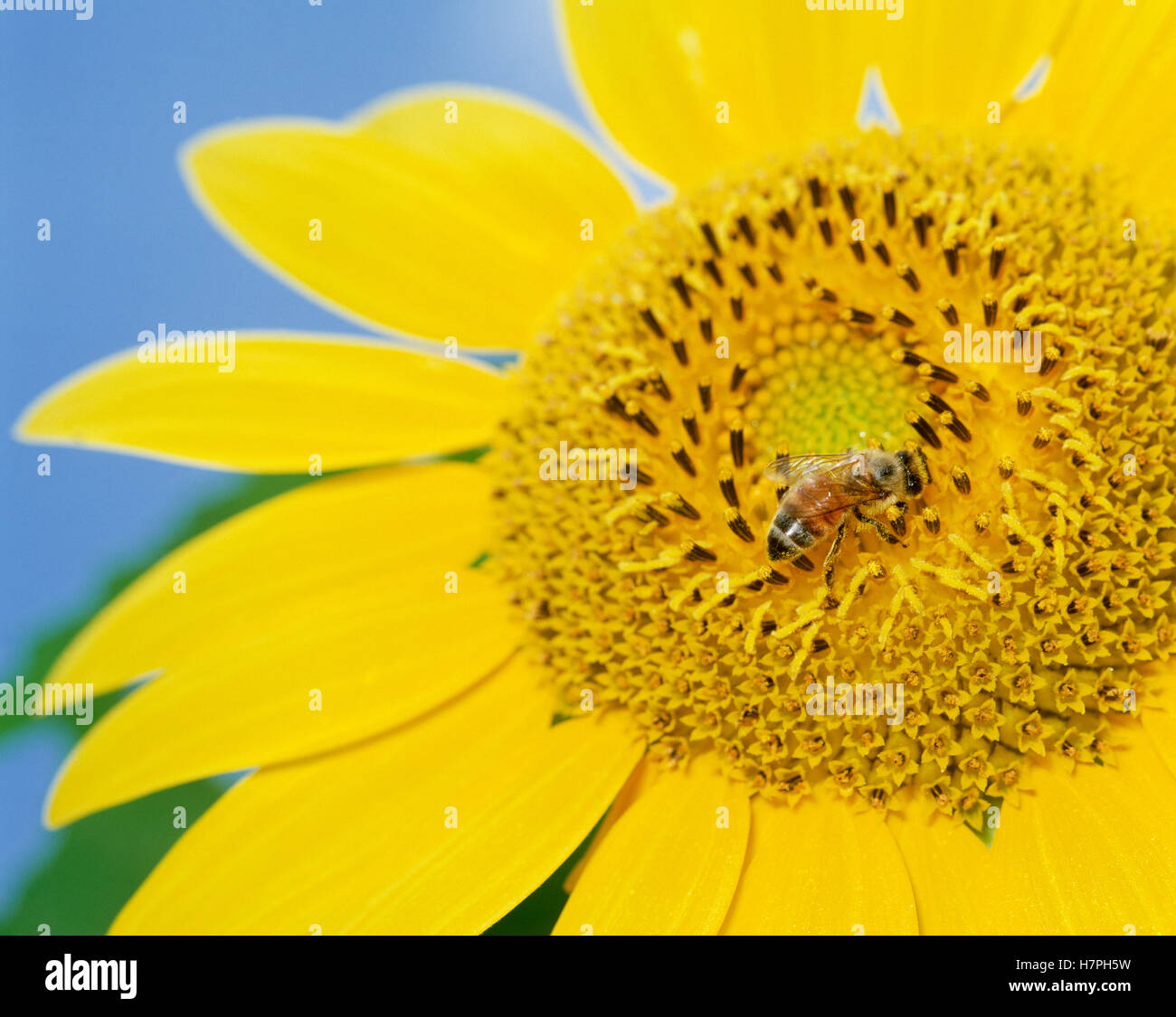 Bee gathering pollen from sunflower, Shiga, Japan Stock Photo - Alamy