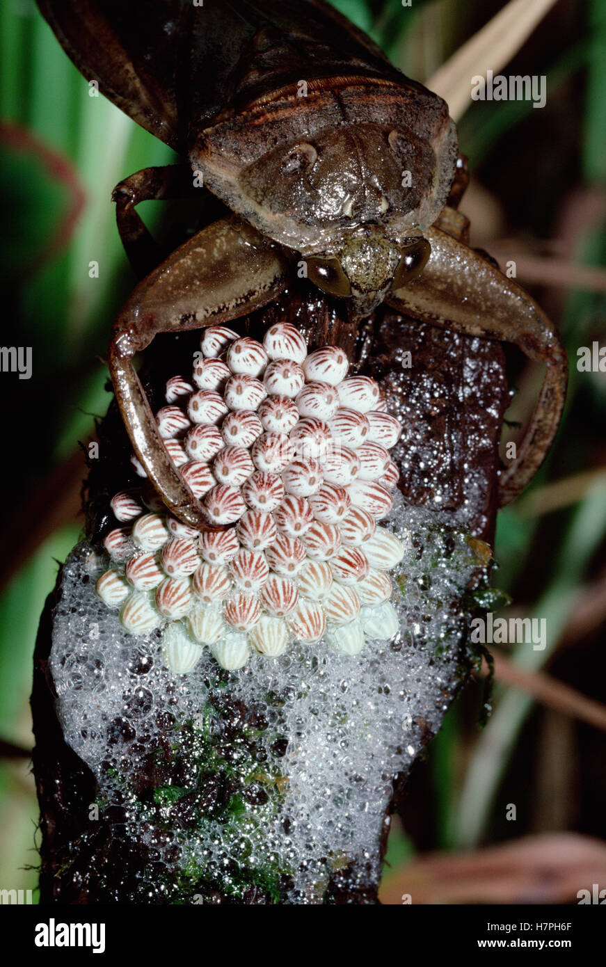 Giant Water Bug (Lethocerus deyrollei) with eggs, Shiga, Japan Stock ...