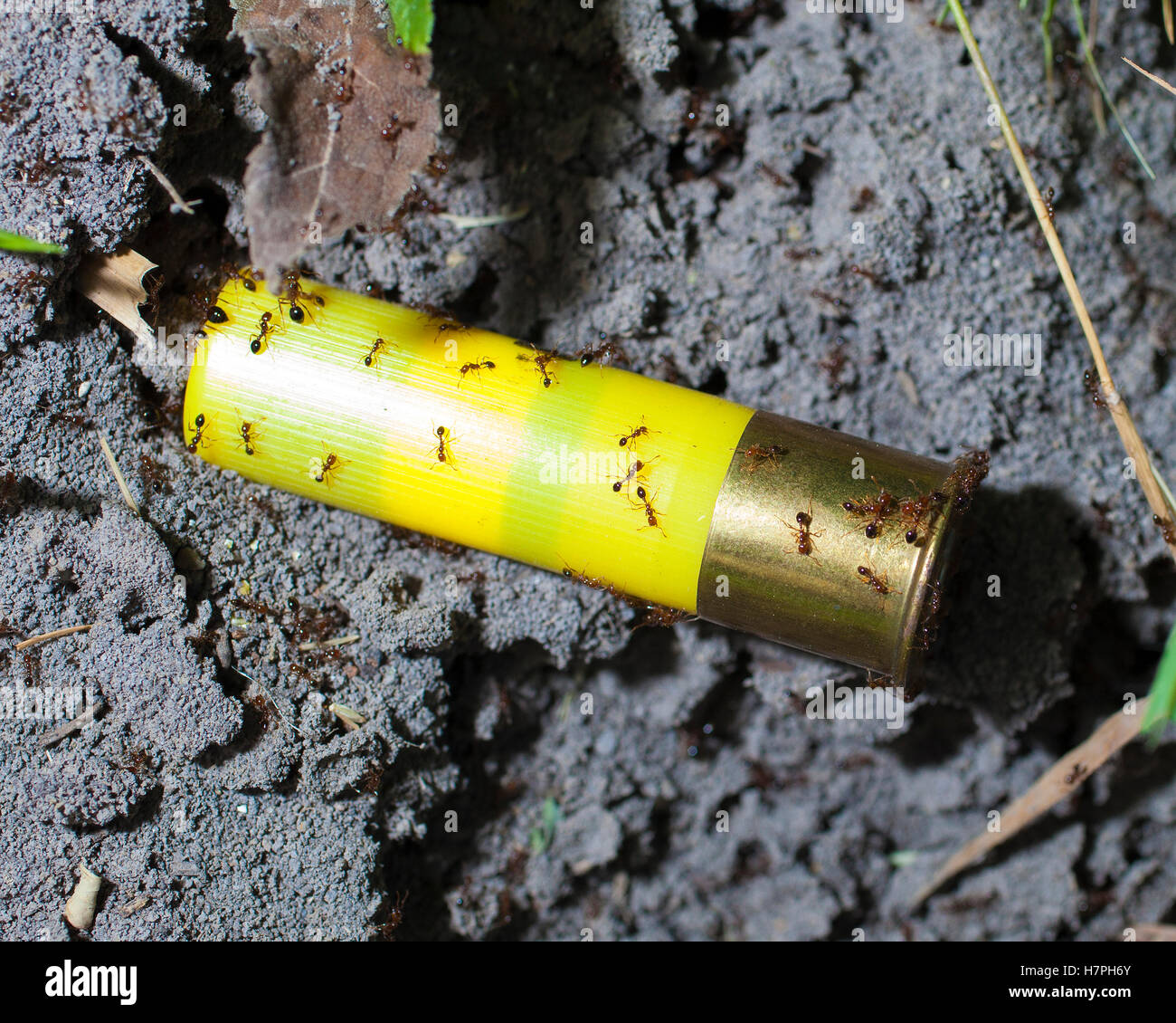 Fire ants crawling all over a yellow shotshell Stock Photo - Alamy