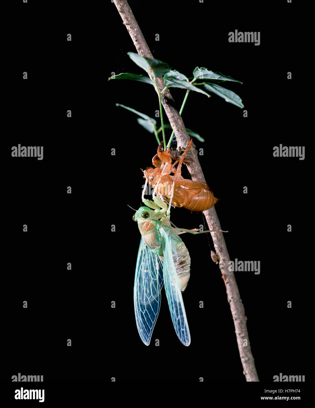 Cicada (Tanna japonensis) emerging, Shiga, Japan Stock Photo - Alamy