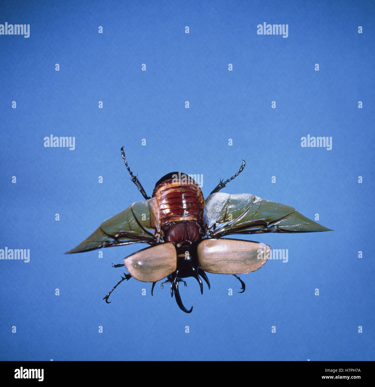 Five-horned Beetle (Eupatorus gracilicornis) flying, southeast Asia ...