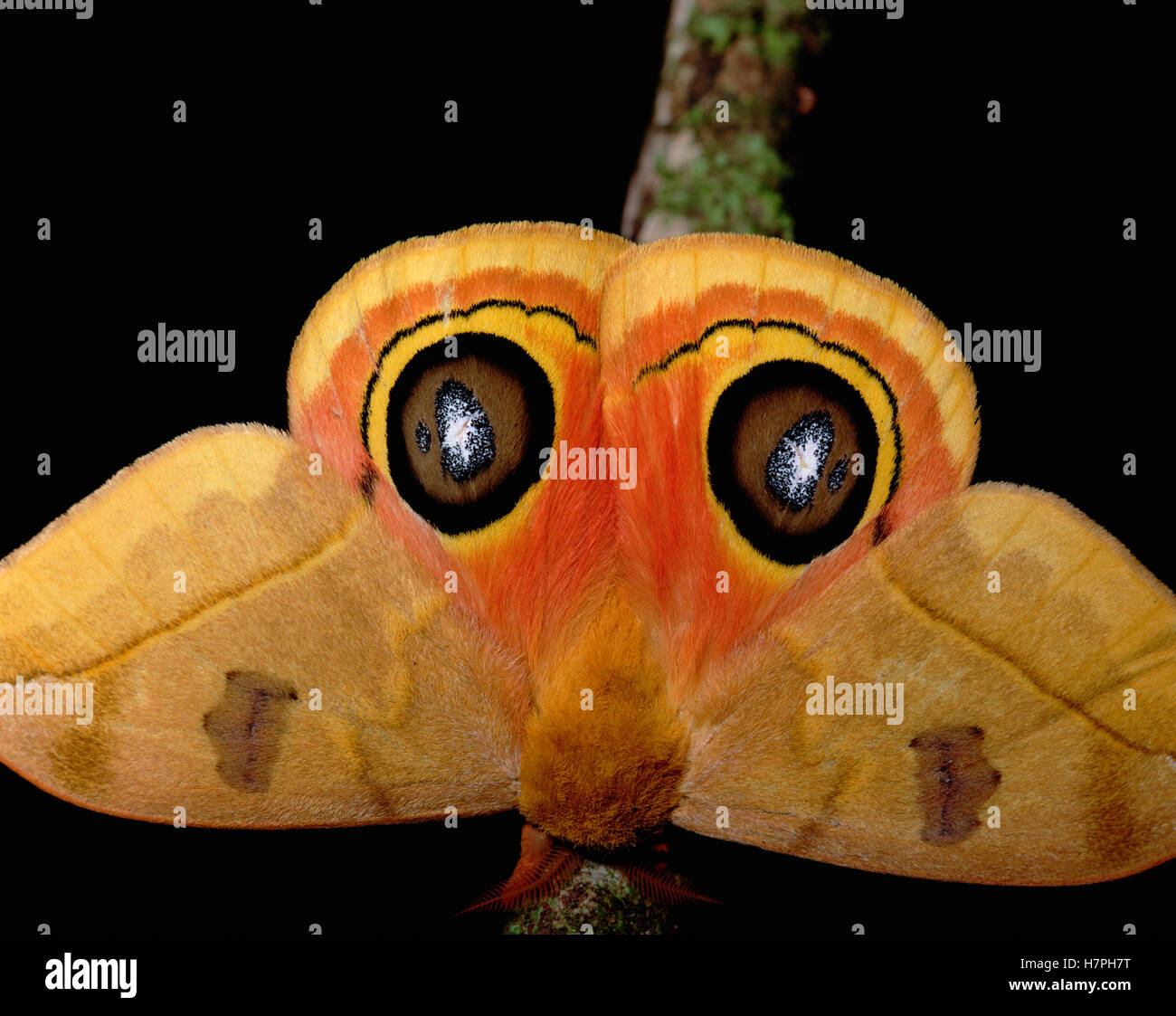Io Moth (Automeris io) close up view of wings spread, Central America ...