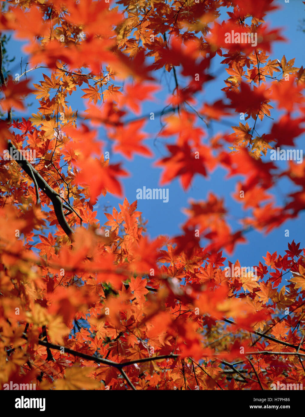 Japanese Maple (Acer palmatum) fall colors, Shiga, Japan Stock Photo ...