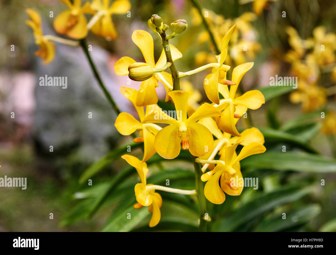 Aranda Lion Gold orchids flower in the garden on green background Stock ...