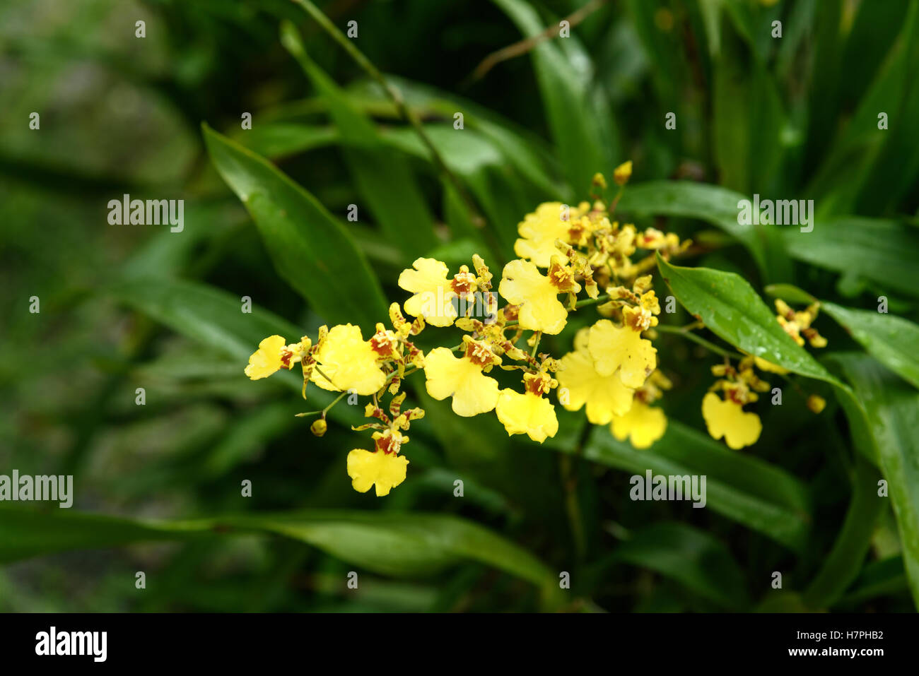 Oncidium goldiana hi-res stock photography and images - Alamy