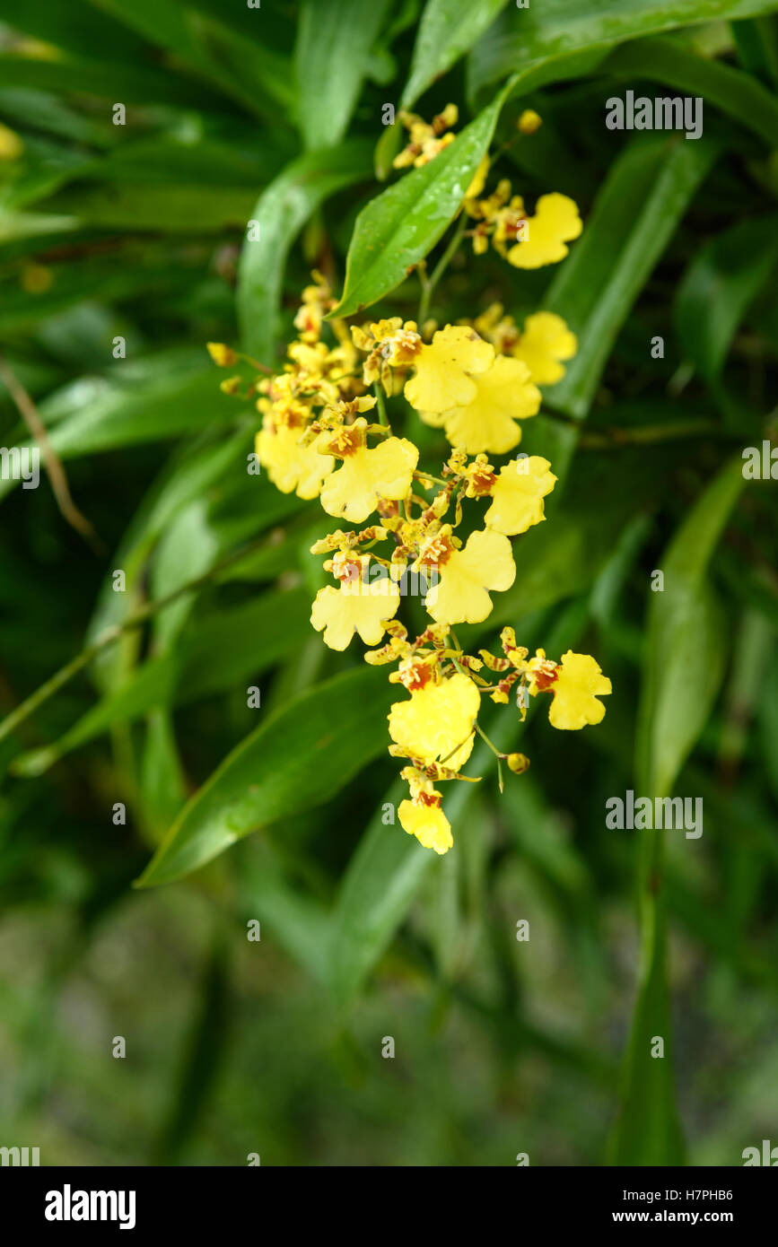 Oncidium goldiana golden shower hi-res stock photography and images - Alamy