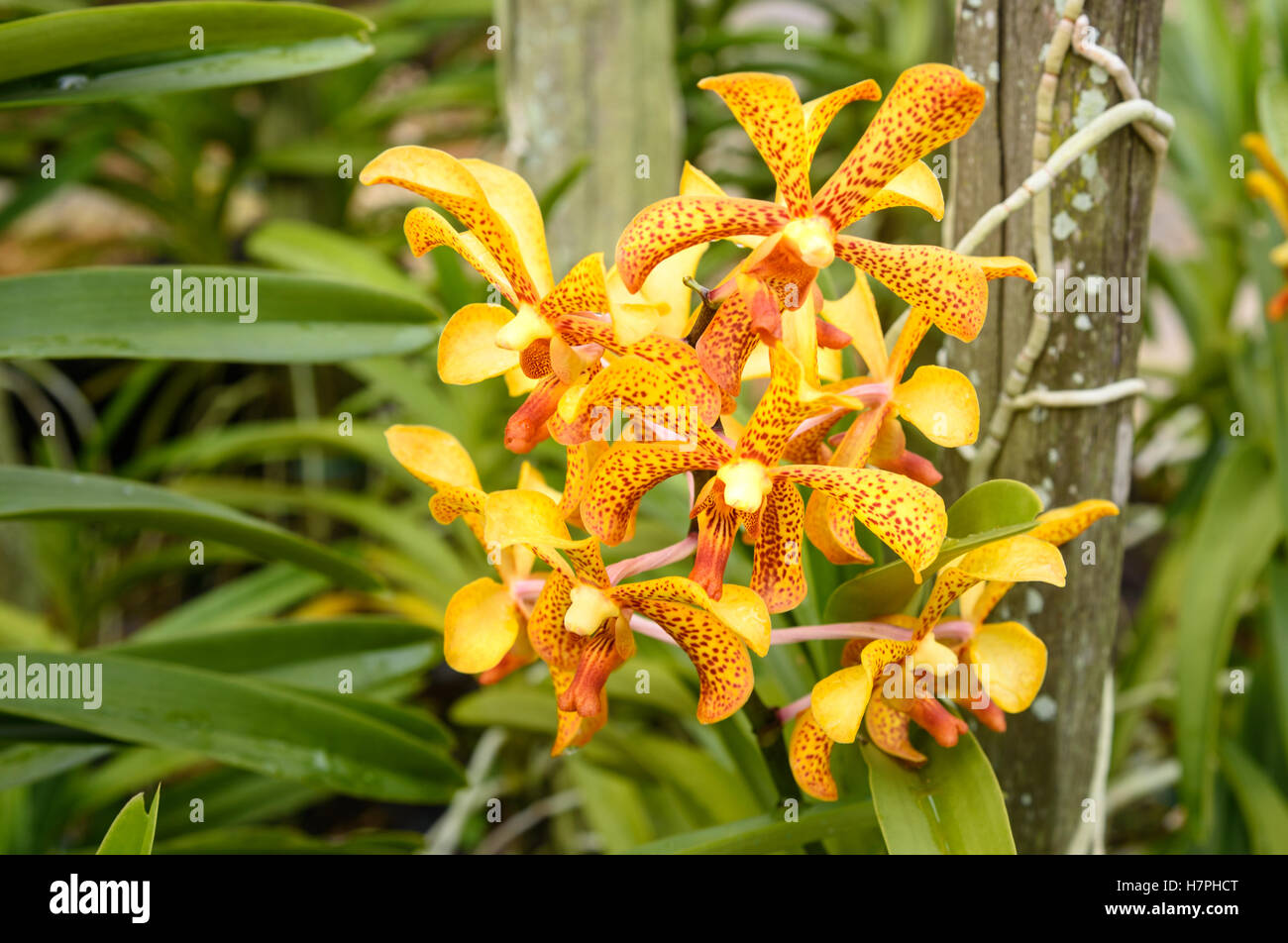 Aranda Panni orchids flower in the garden on green background Stock ...