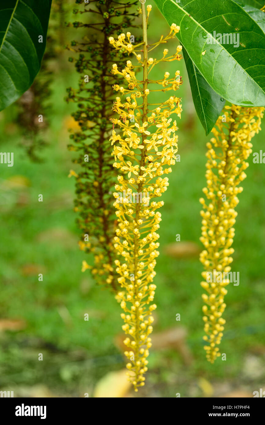 Golden chain tree hi-res stock photography and images - Alamy