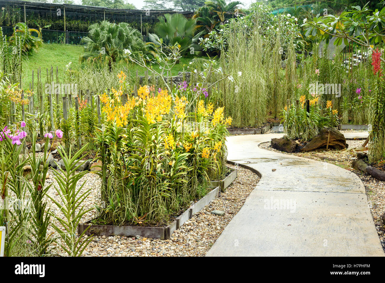 Beautiful different orchids flower in the garden Stock Photo - Alamy