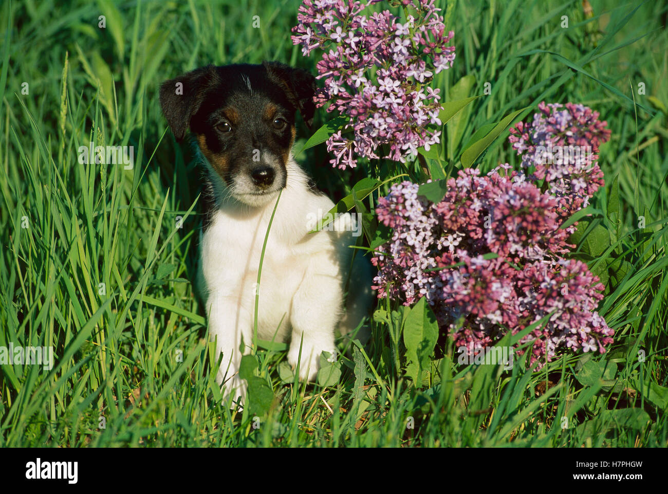 Smooth Fox Terrier (Canis familiaris) puppy sitting beside lilac ...