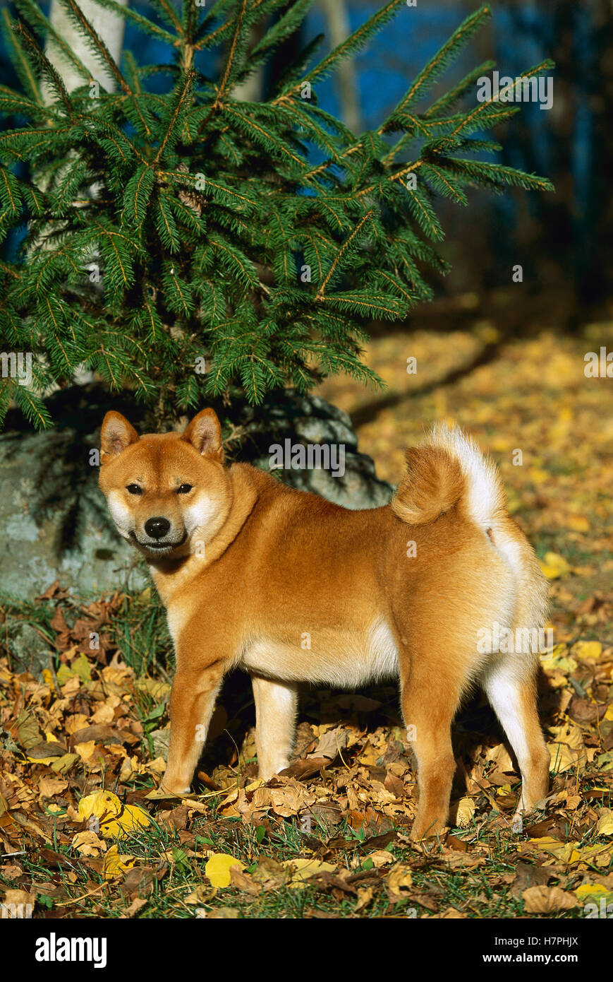 Shiba Inu (Canis familiaris) portrait in fall leaves Stock Photo - Alamy