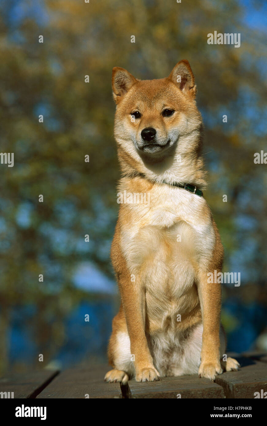 Shiba Inu (Canis familiaris) adult portrait Stock Photo - Alamy