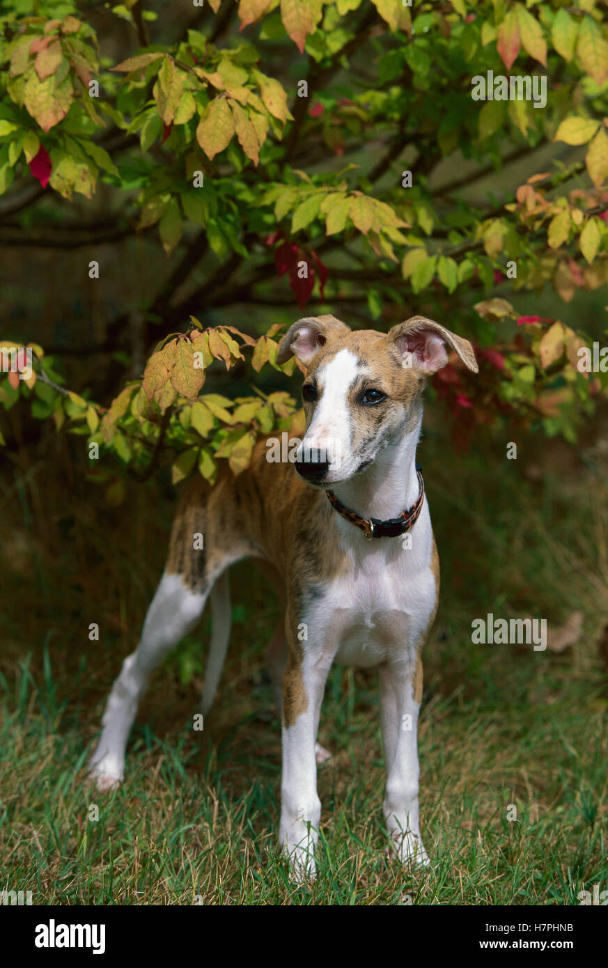 Whippet (Canis familiaris) puppy Stock Photo - Alamy