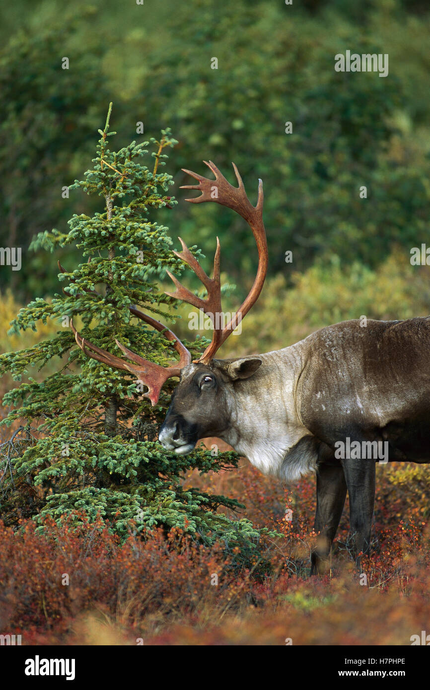 Caribou (Rangifer tarandus) bull scratching antlers against an ...