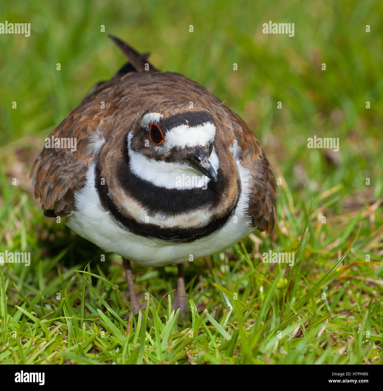 Killdeer keeping an eye on the photographer because a nest is nearby ...