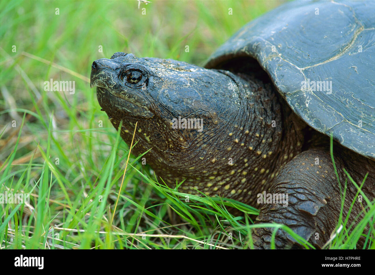 Snapping Turtle (Chelydra serpentina) portrait, Ontario, Canada Stock ...