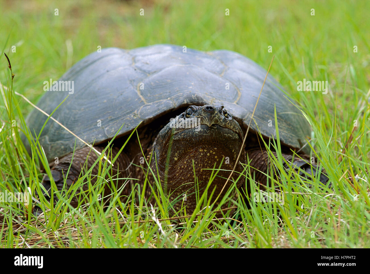 Snapping Turtle (Chelydra serpentina) portrait laying in the grass ...