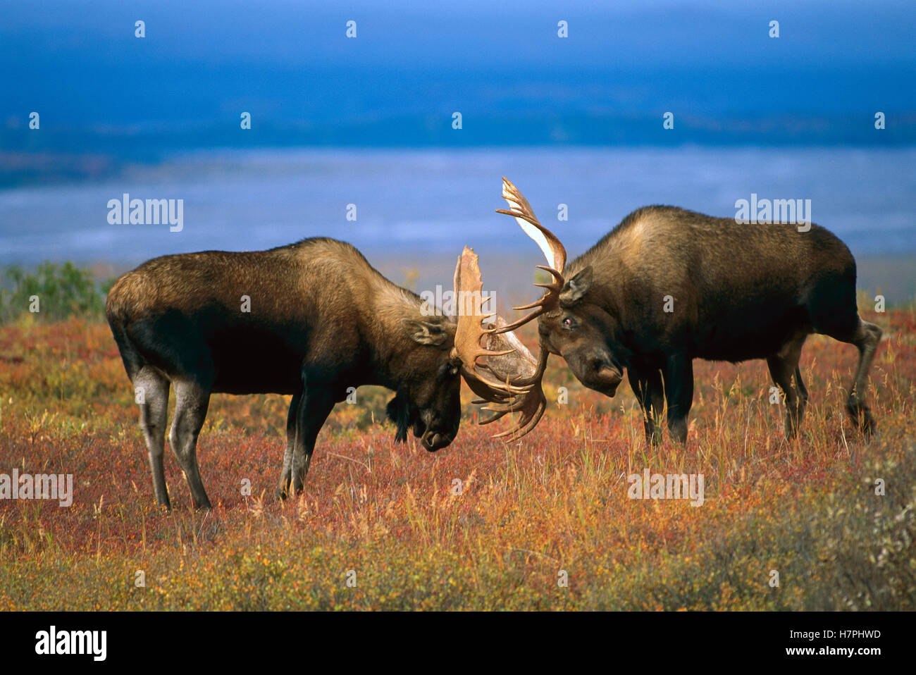 Moose (Alces alces shirasi) two large bulls fighting Stock Photo - Alamy