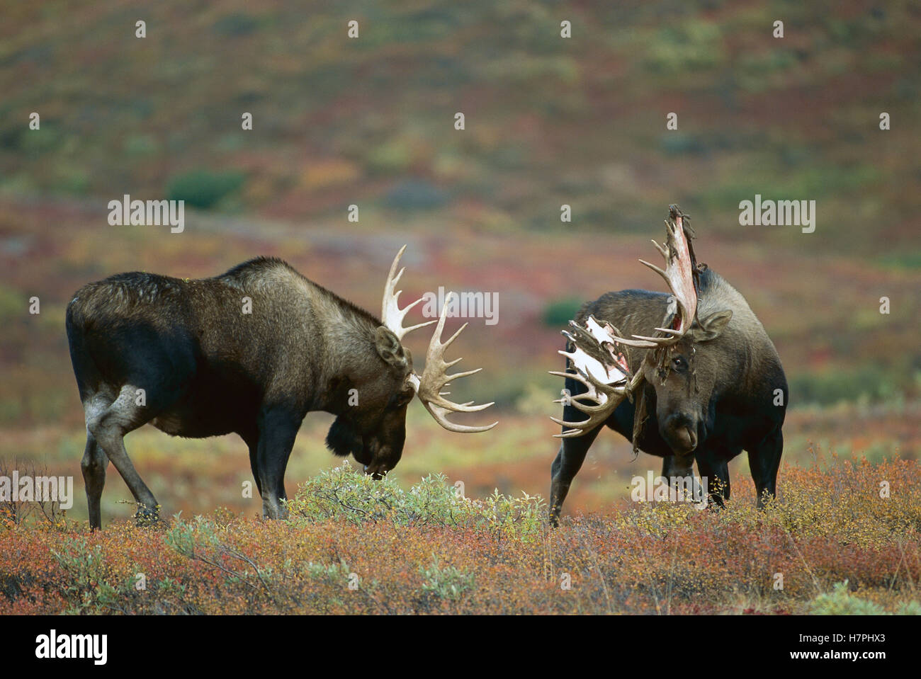 Moose (Alces alces shirasi) two large bulls fighting Stock Photo - Alamy