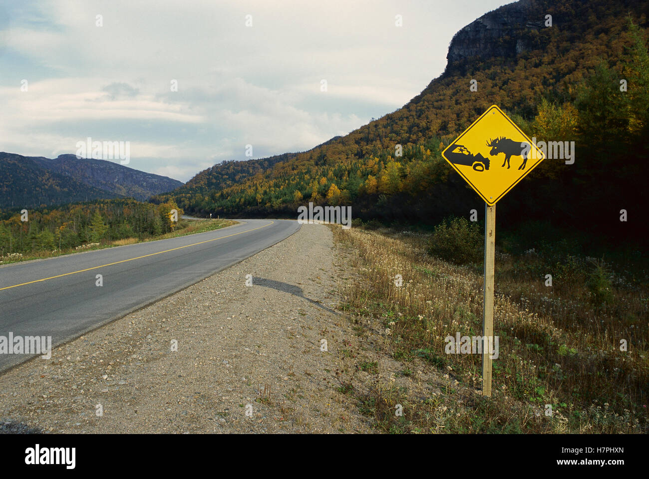 Moose (Alces alces americana) crossing sign along highway, Newfoundland ...