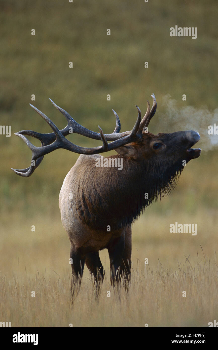 Elk (Cervus elaphus) large bull bugling Stock Photo - Alamy