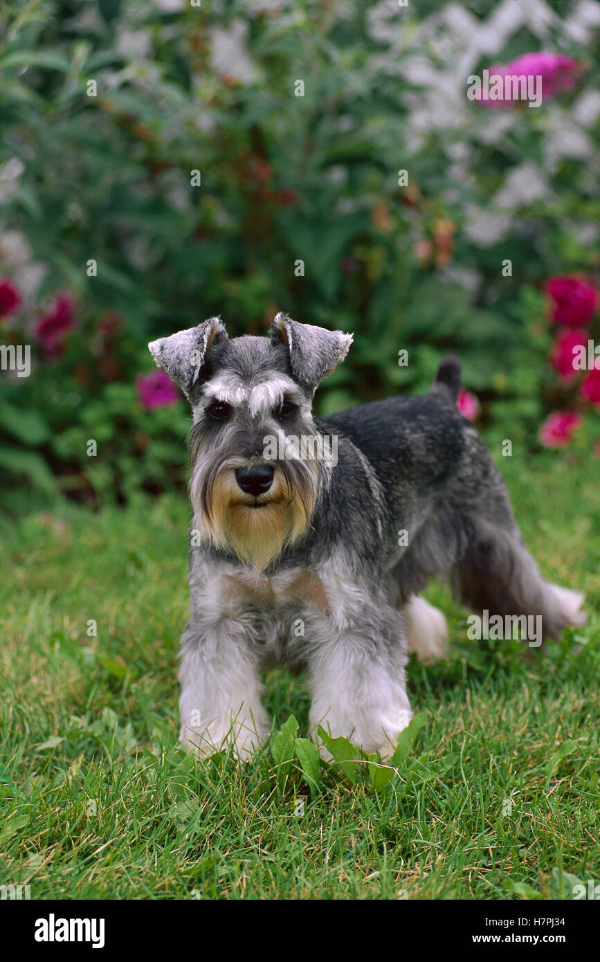 Miniature Schnauzer (Canis familiaris) portrait with natural ears Stock ...