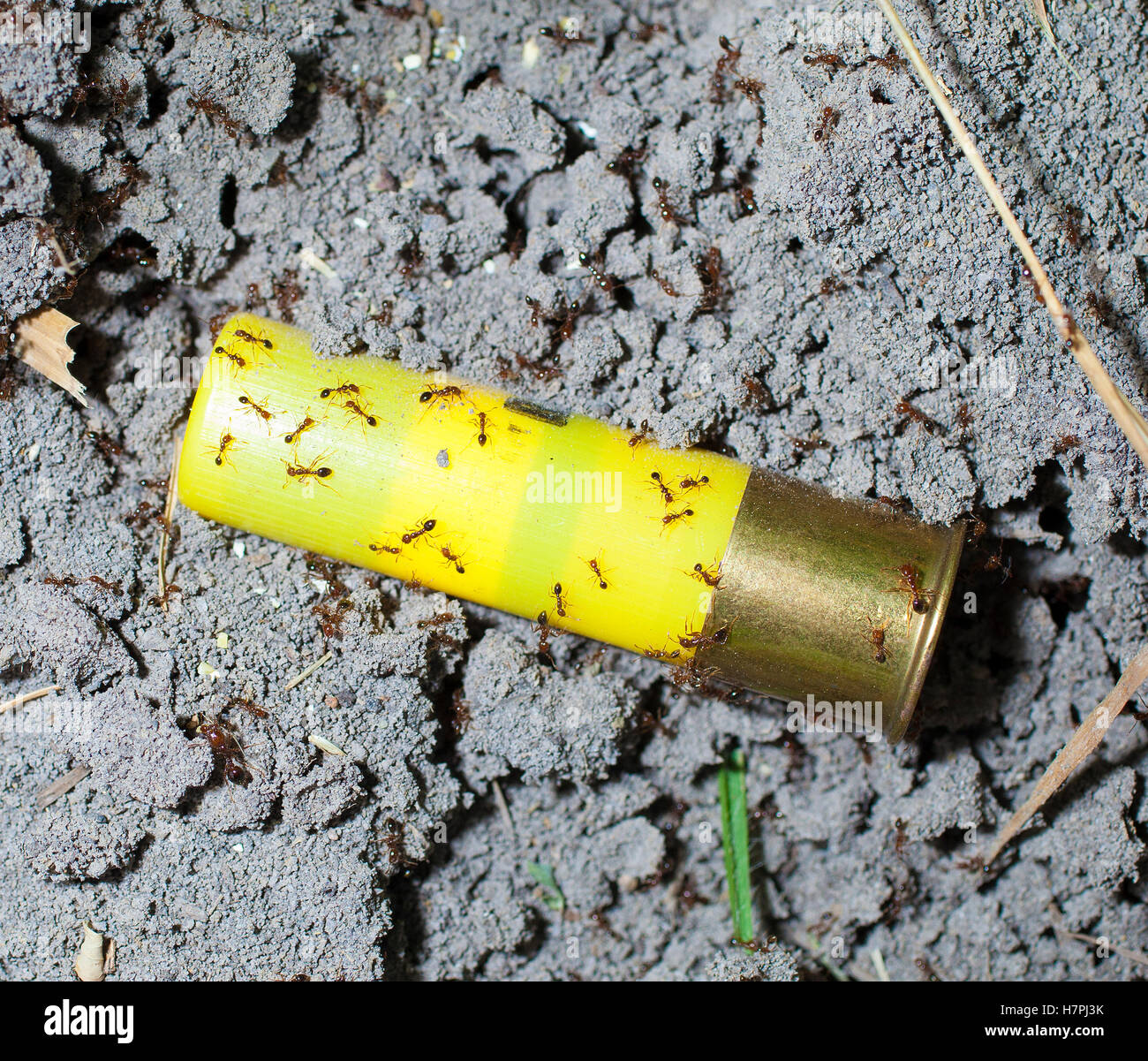 Fireants hi-res stock photography and images - Alamy